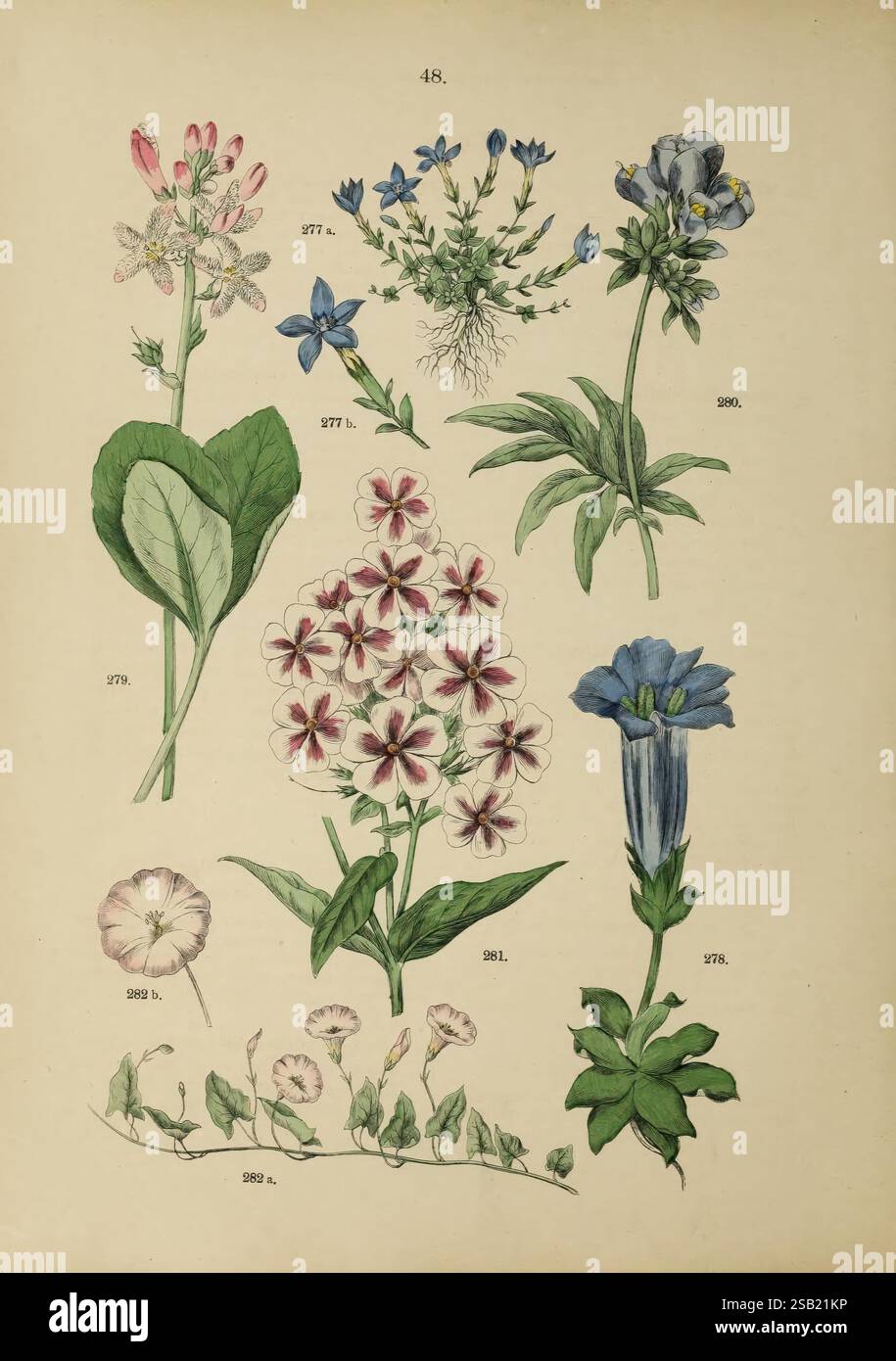 Botanischer Bilder-Atlas Nach De Candolle's Natürlichem Pflanzensystem ...