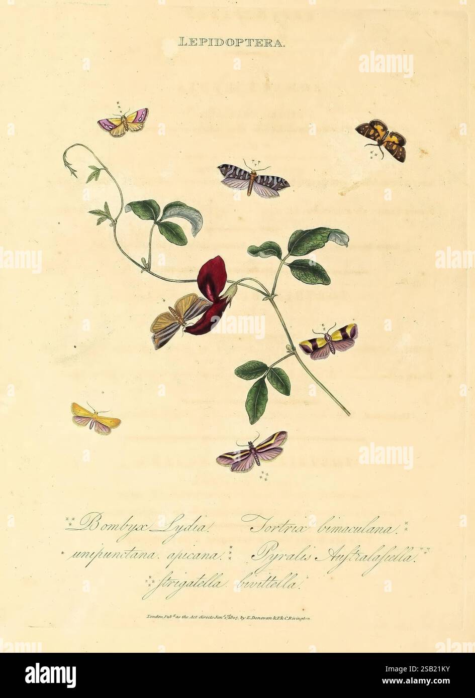 Tinea australasiella hi-res stock photography and images - Alamy