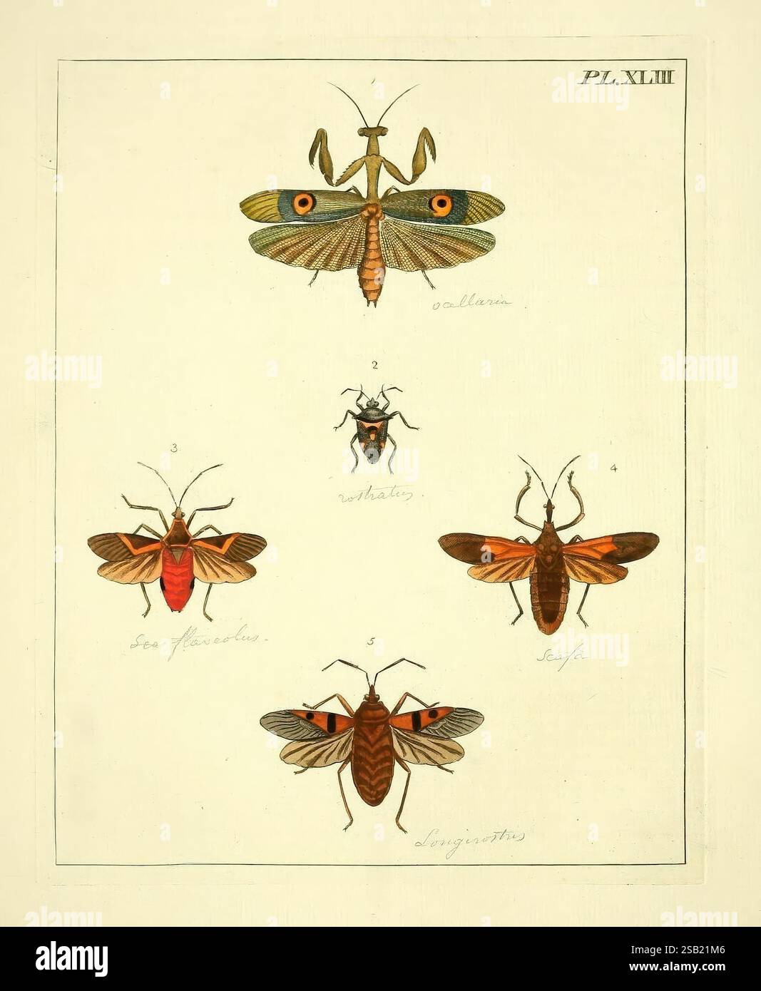 Fourth insect features hi-res stock photography and images - Alamy