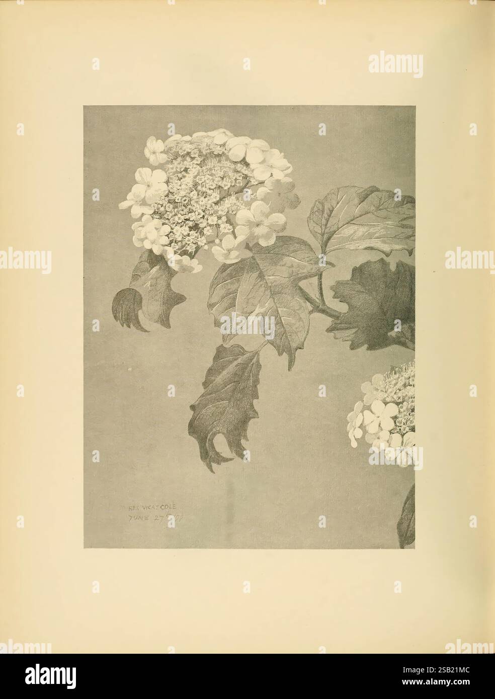 British trees, London, Hutchinson, 1907, Great Britain, trees, A ...