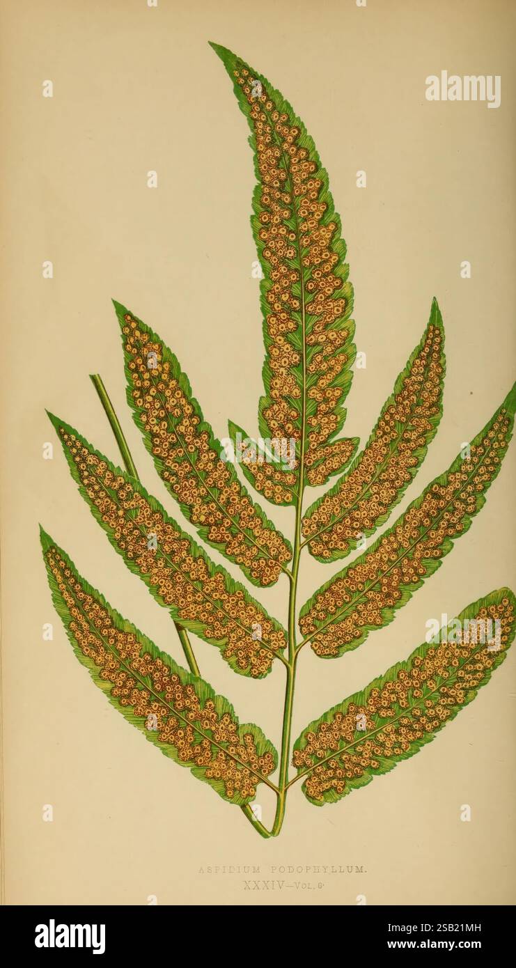 sporangia in sori on leaflet