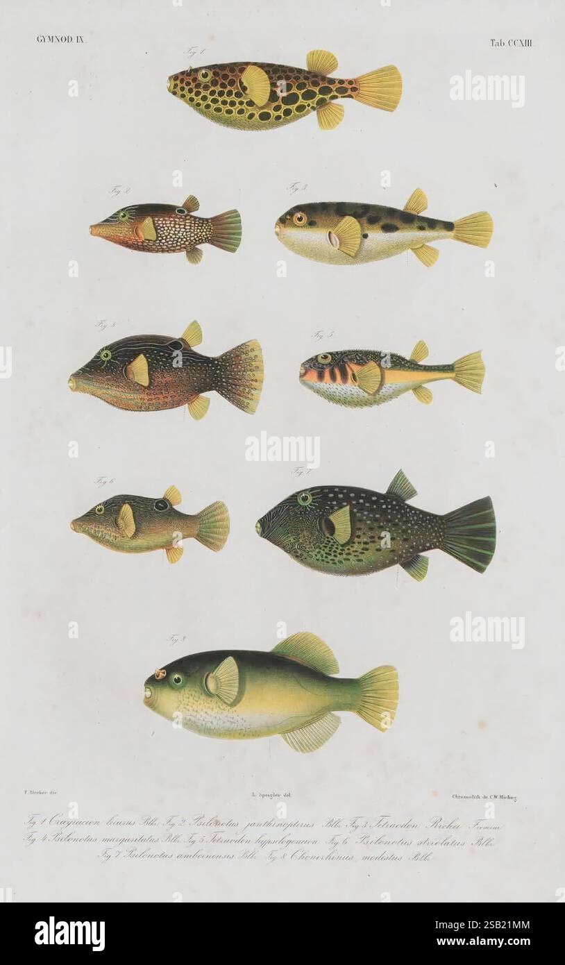 Top row features smaller fish hi-res stock photography and images - Alamy