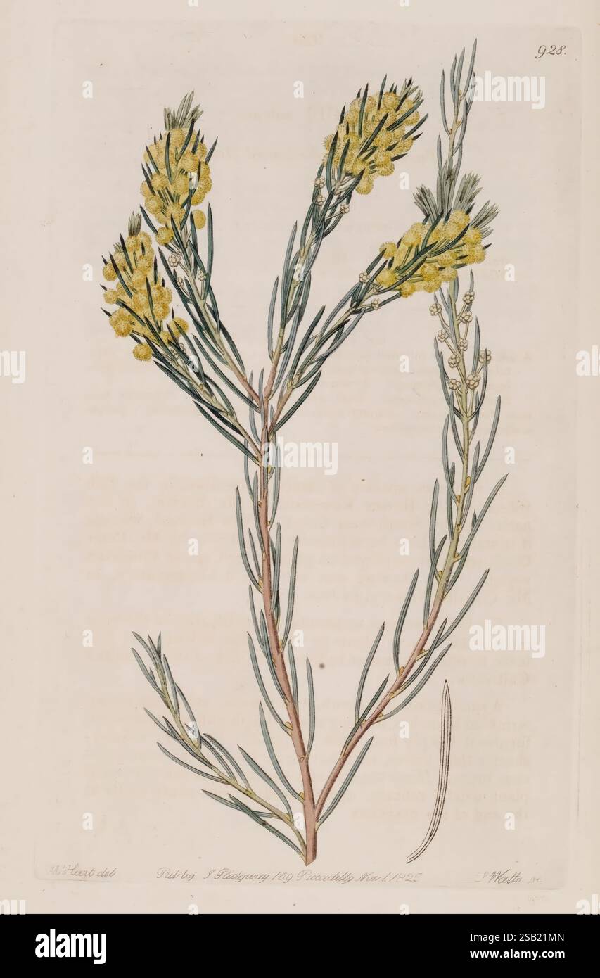 The Botanical Register, London, Printed for James Ridgway, 1815-1828 ...