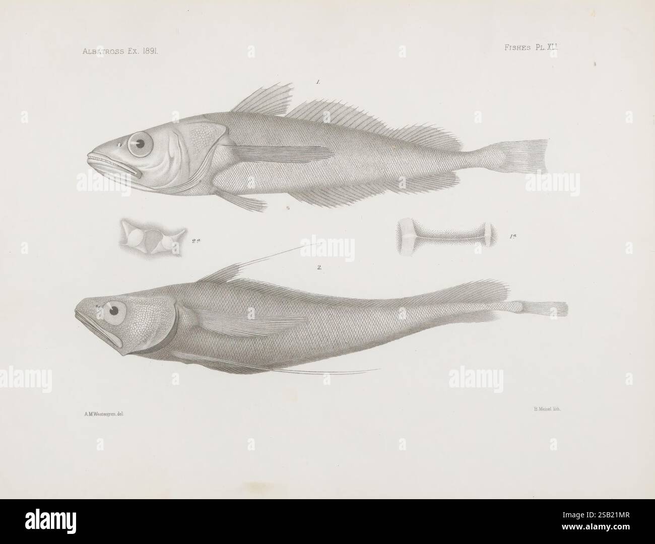 Smaller anatomical diagrams labeled hi-res stock photography and images ...