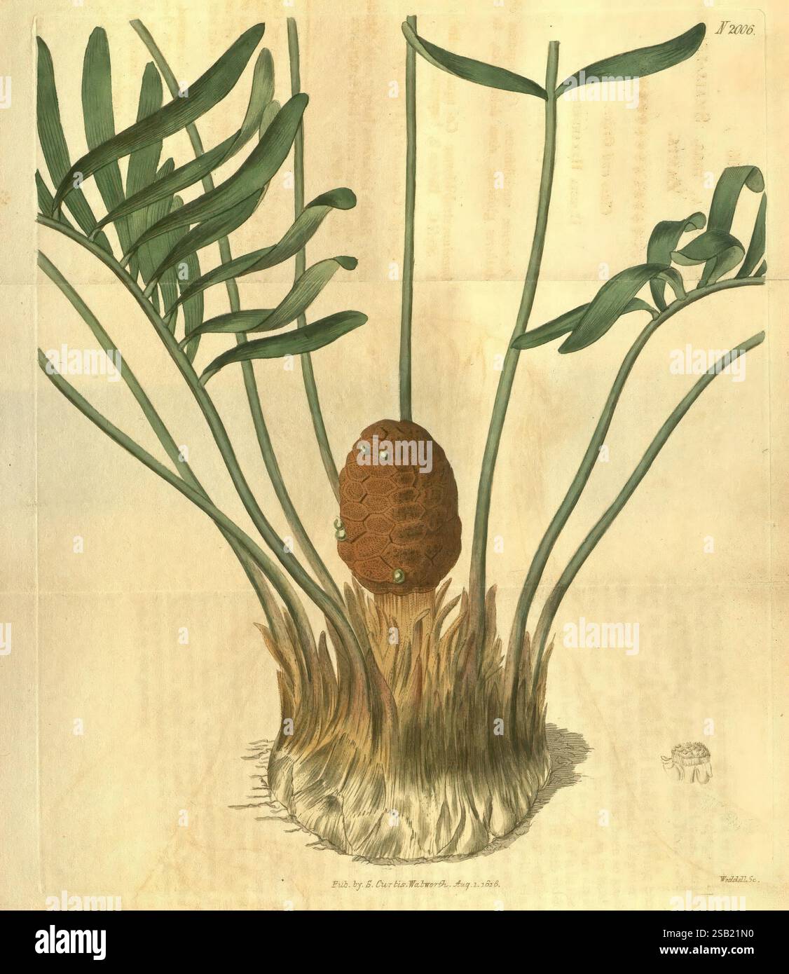 Plants ornamental curtis zamia pumila taxonomy hi-res stock photography ...