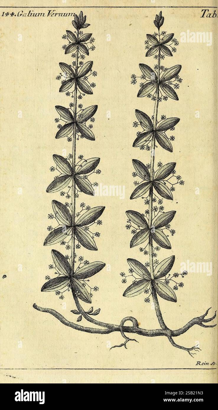 Multiple whorls hi-res stock photography and images - Alamy