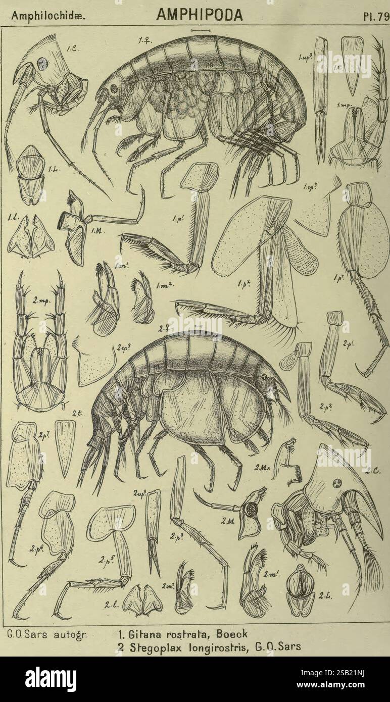 Several amphipods hi-res stock photography and images - Alamy