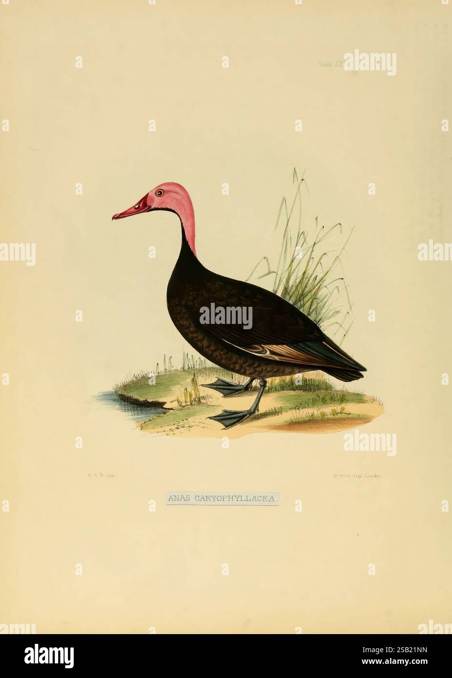 Illustrations of Indian Ornithology Madras 1847 Rhododendron Caryophyllacea Birds India ...