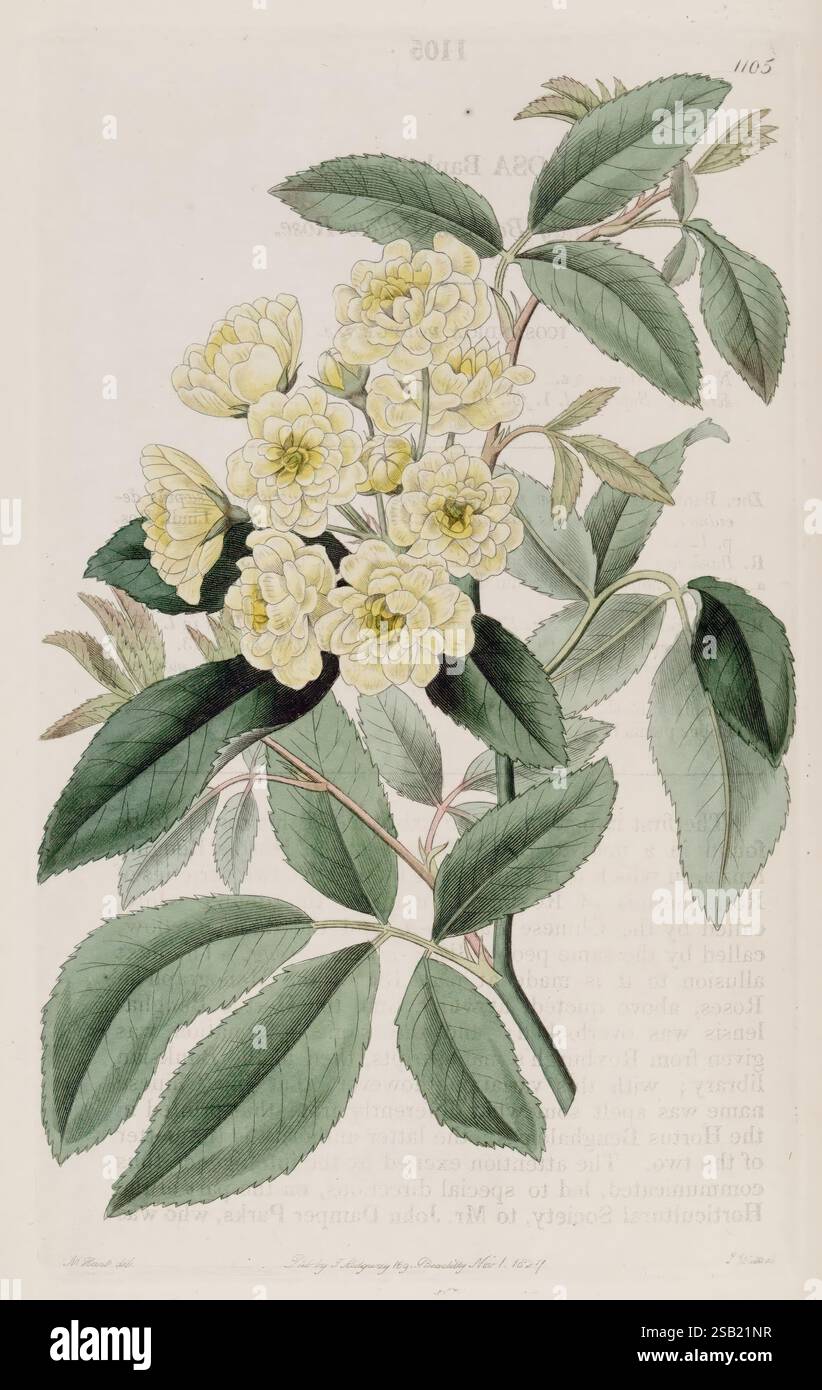 The Botanical Register, London, Printed for James Ridgway, 1815-1828 ...