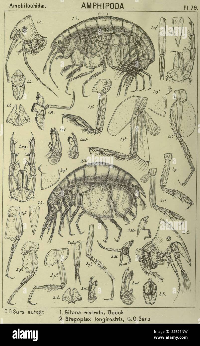 An account of the Crustacea of Norway Amphipoda plates Christiania, A ...