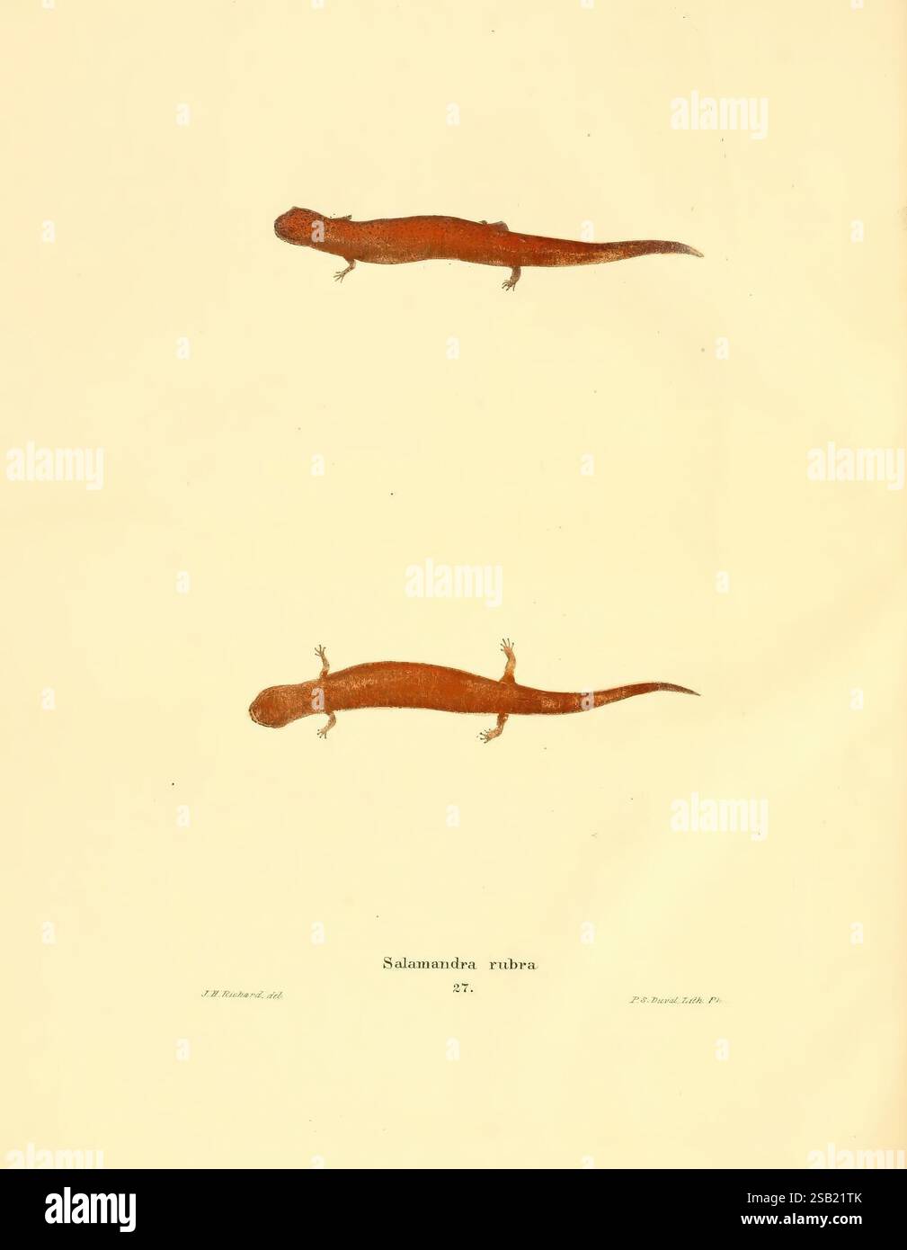 Species salamandra rubra hi-res stock photography and images - Alamy