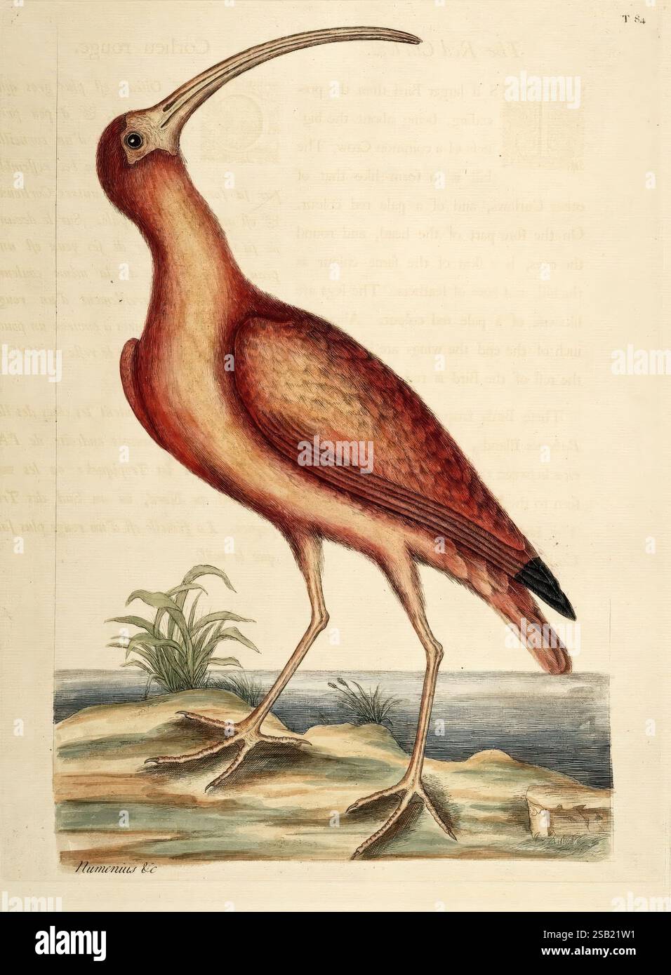 Slender neck supports hi-res stock photography and images - Alamy