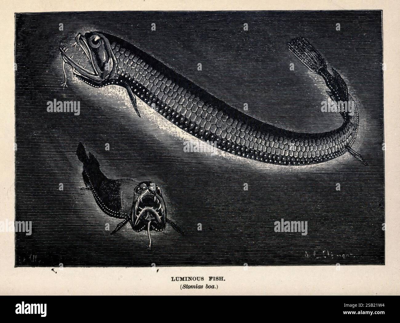 Living lights, London, Sampson Low, Marston, 1887, phosphorescence ...