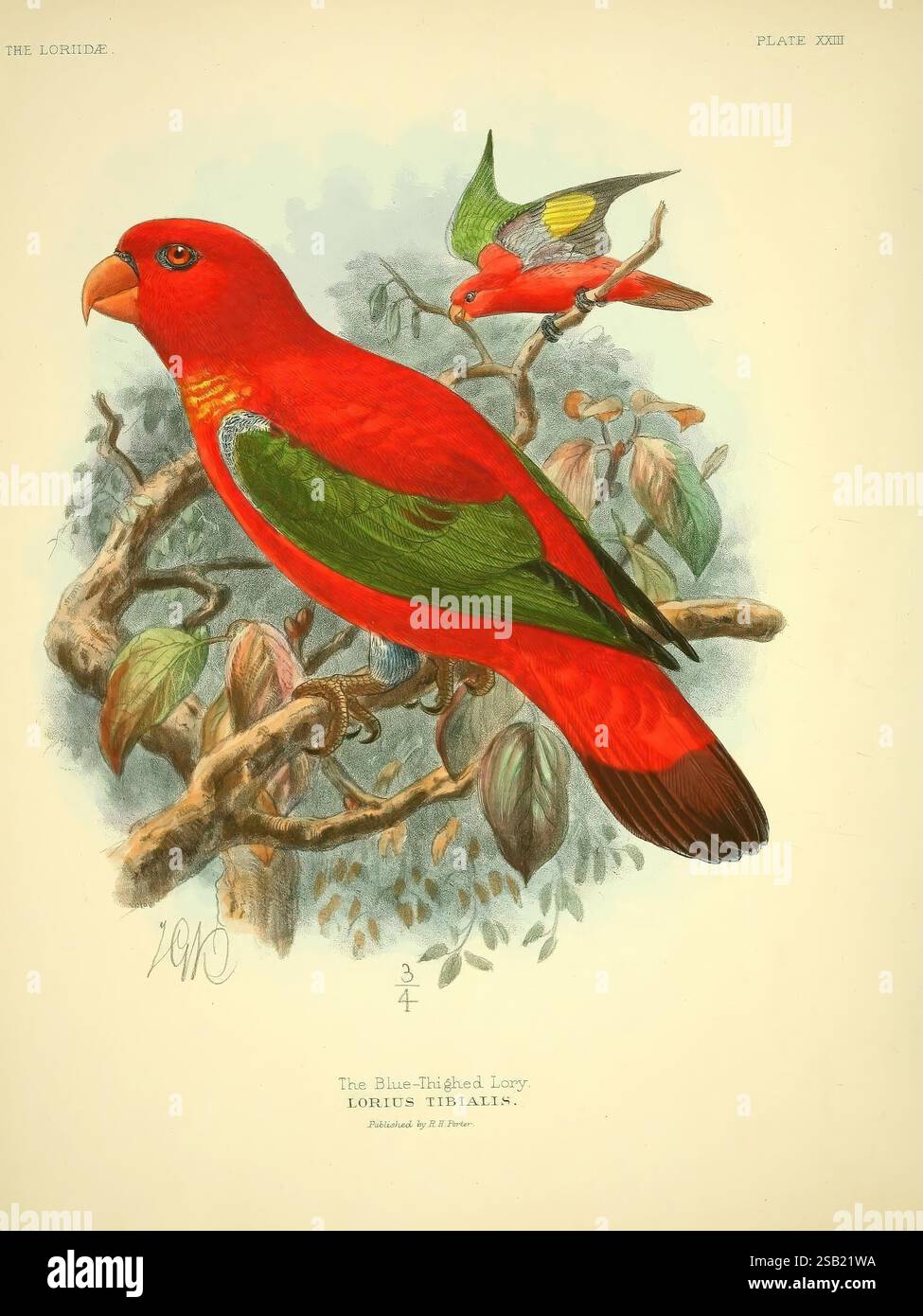 Secondary lory hi-res stock photography and images - Alamy