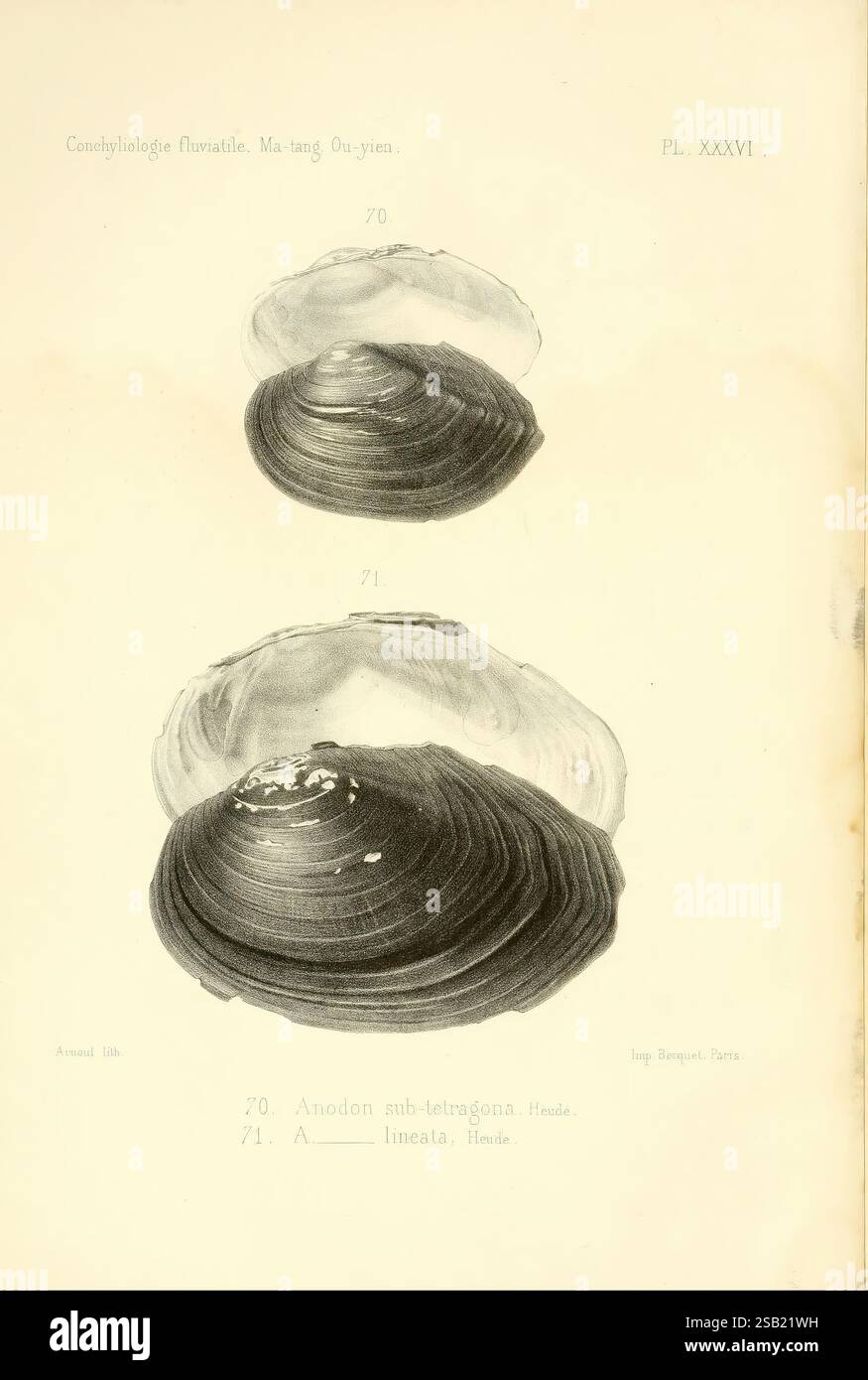 Linear striations hi-res stock photography and images - Alamy