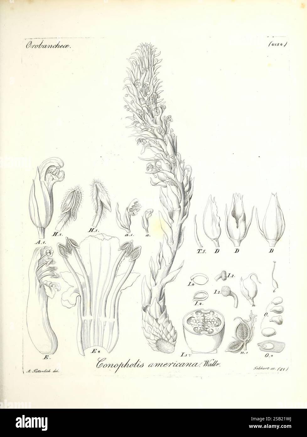 Iconographia generum plantarum, Vindobonae, F. Beck, 1838, botany ...