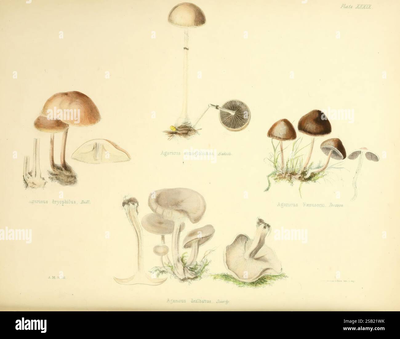 Prominent specimen displays hi-res stock photography and images - Alamy