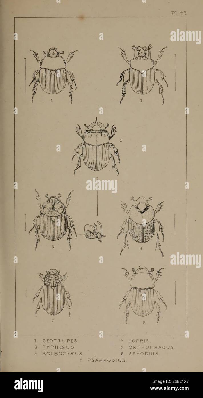 The British Coleoptera delineated, London, W. Crofts, 1840, beetles ...