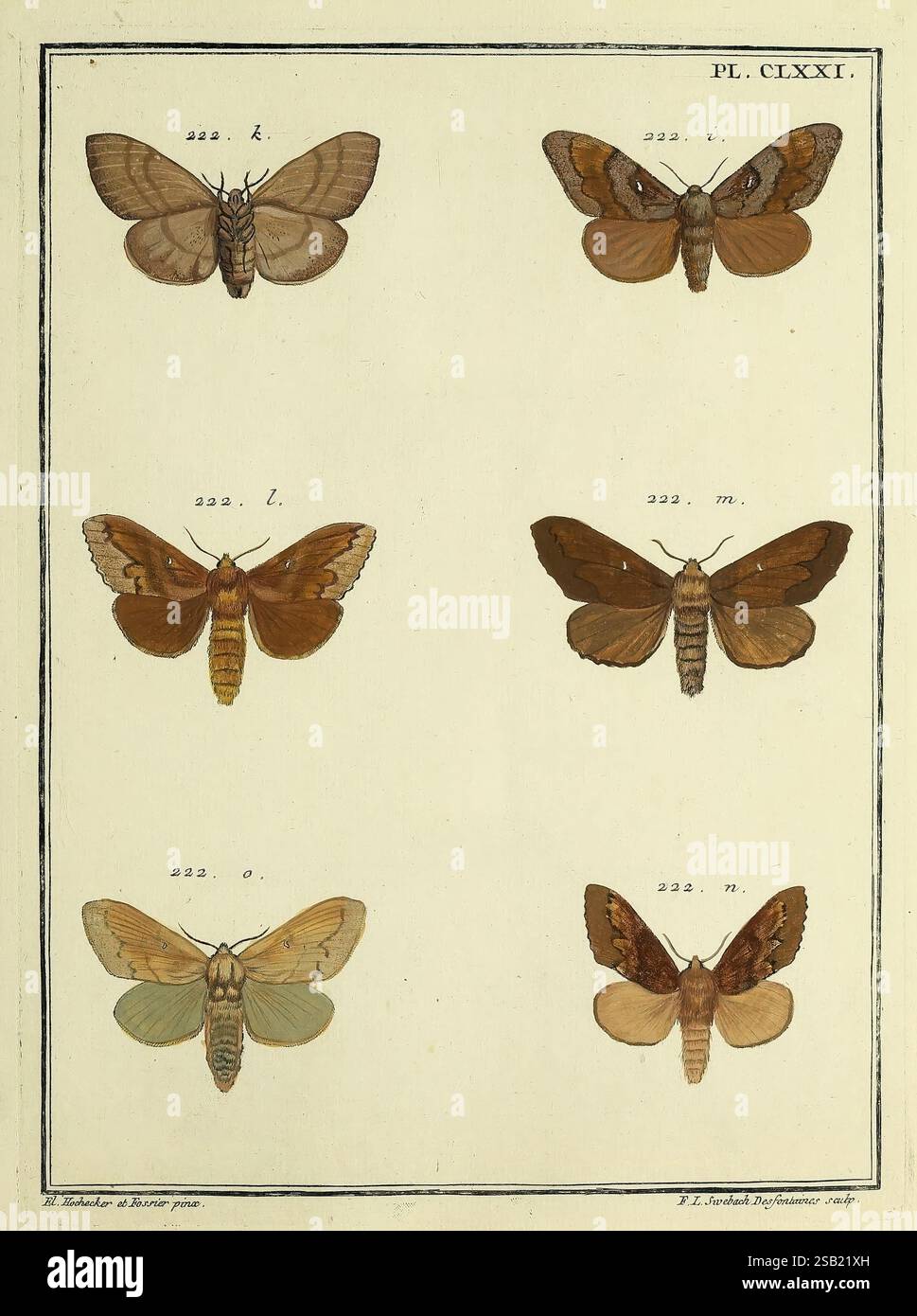 Presents moths labeled hi-res stock photography and images - Alamy