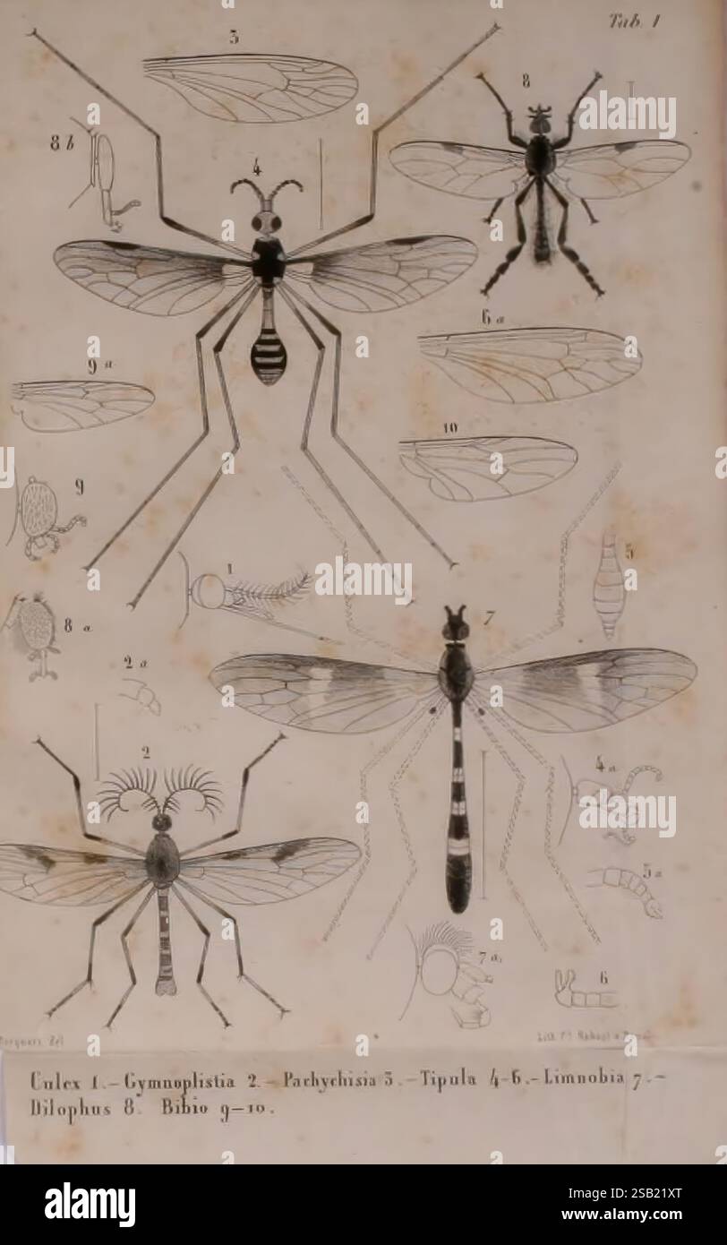 Various insect species meticulously labeled hi-res stock photography ...