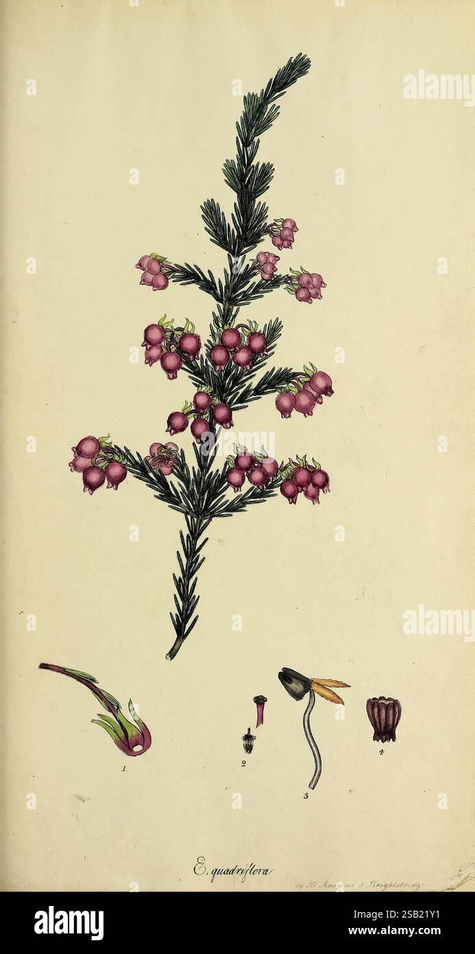 The heathery, or A monograph of the genus Erica, London, Henry G. Bohn ...