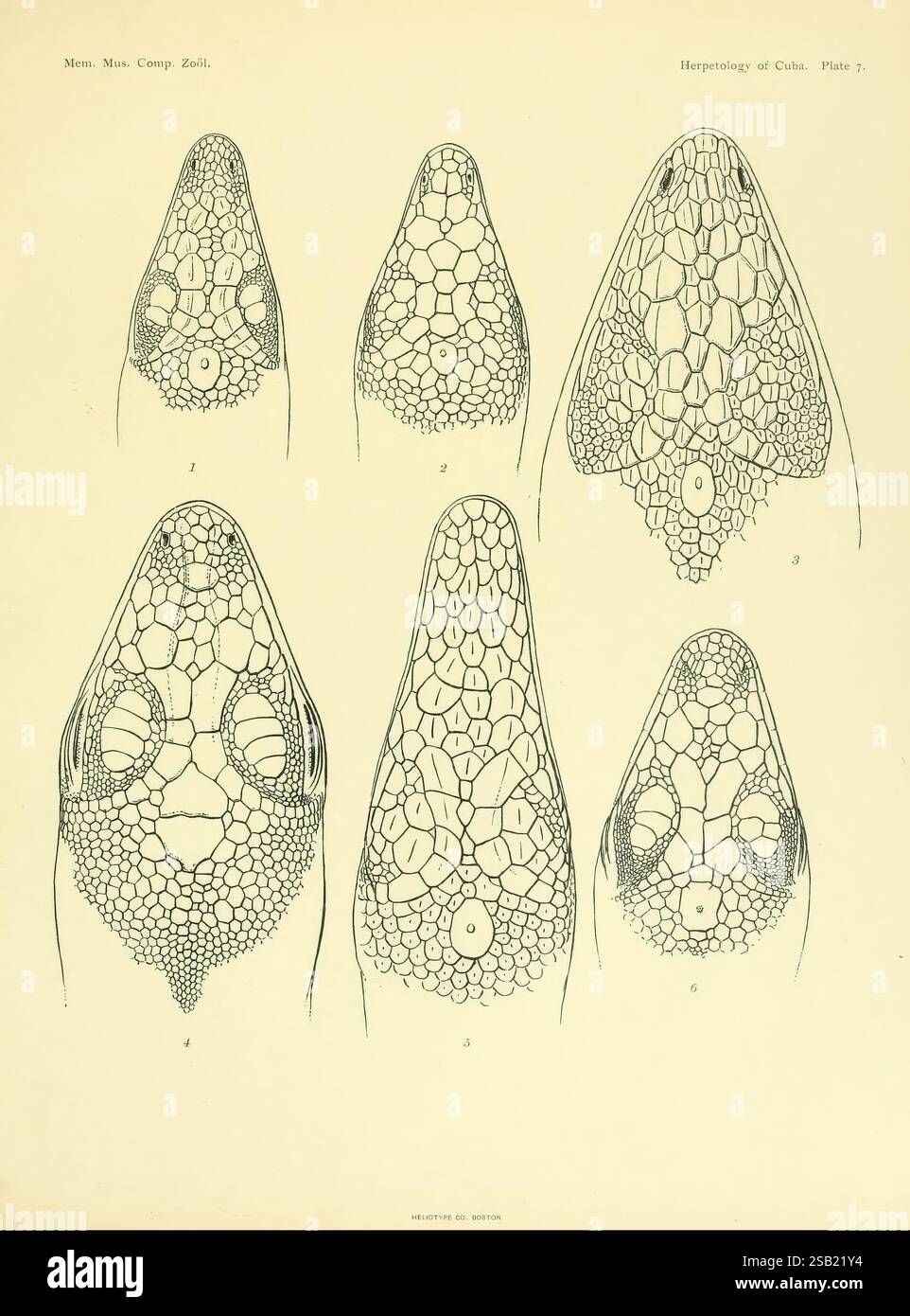 Morphological adaptations within hi-res stock photography and images ...