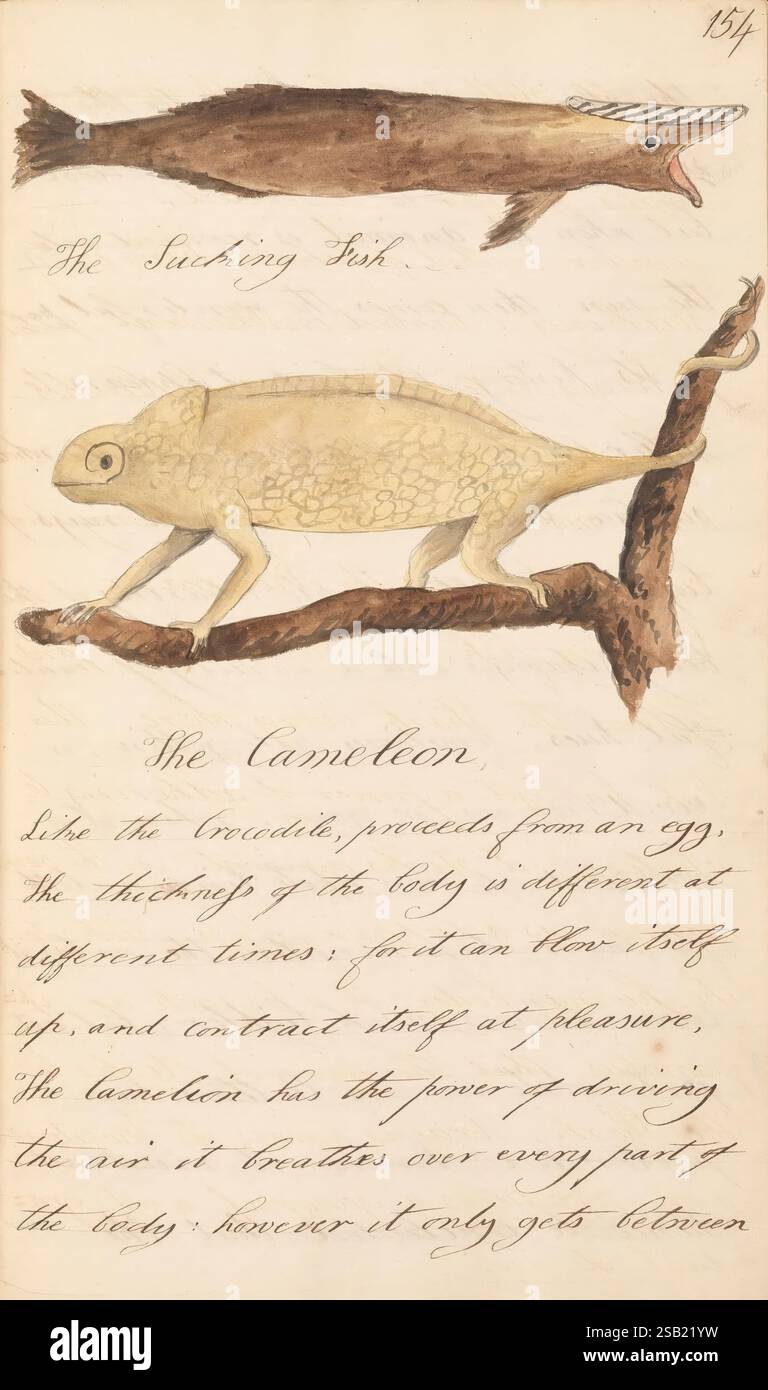 Chameleons remarkable ability hi-res stock photography and images - Alamy