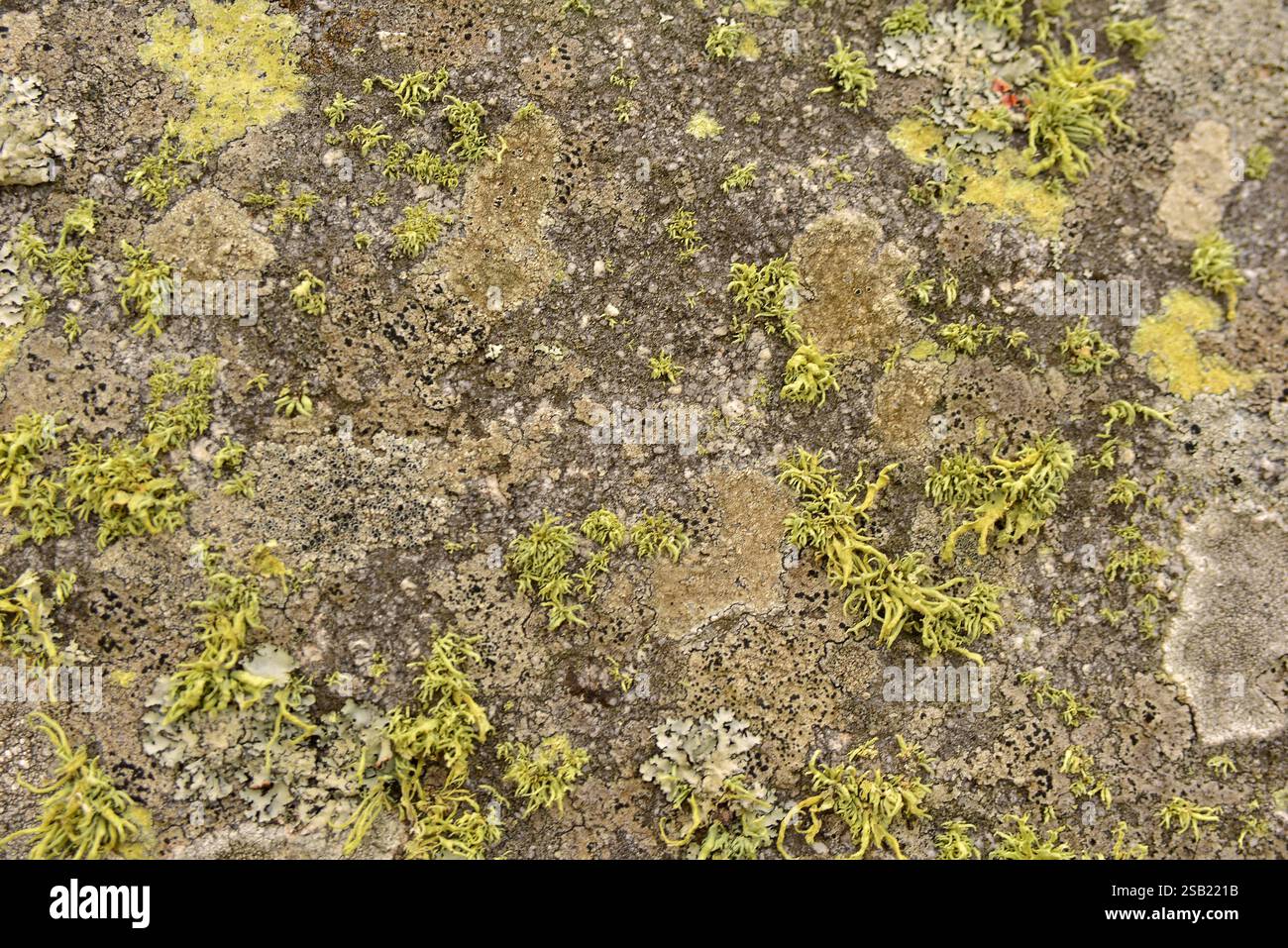 Different types of lichens on a rock surface Stock Photo - Alamy
