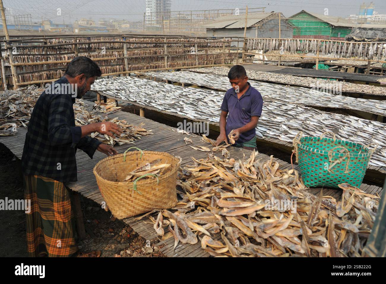 Workers dry fish processing in Chittagong, the process involves ...