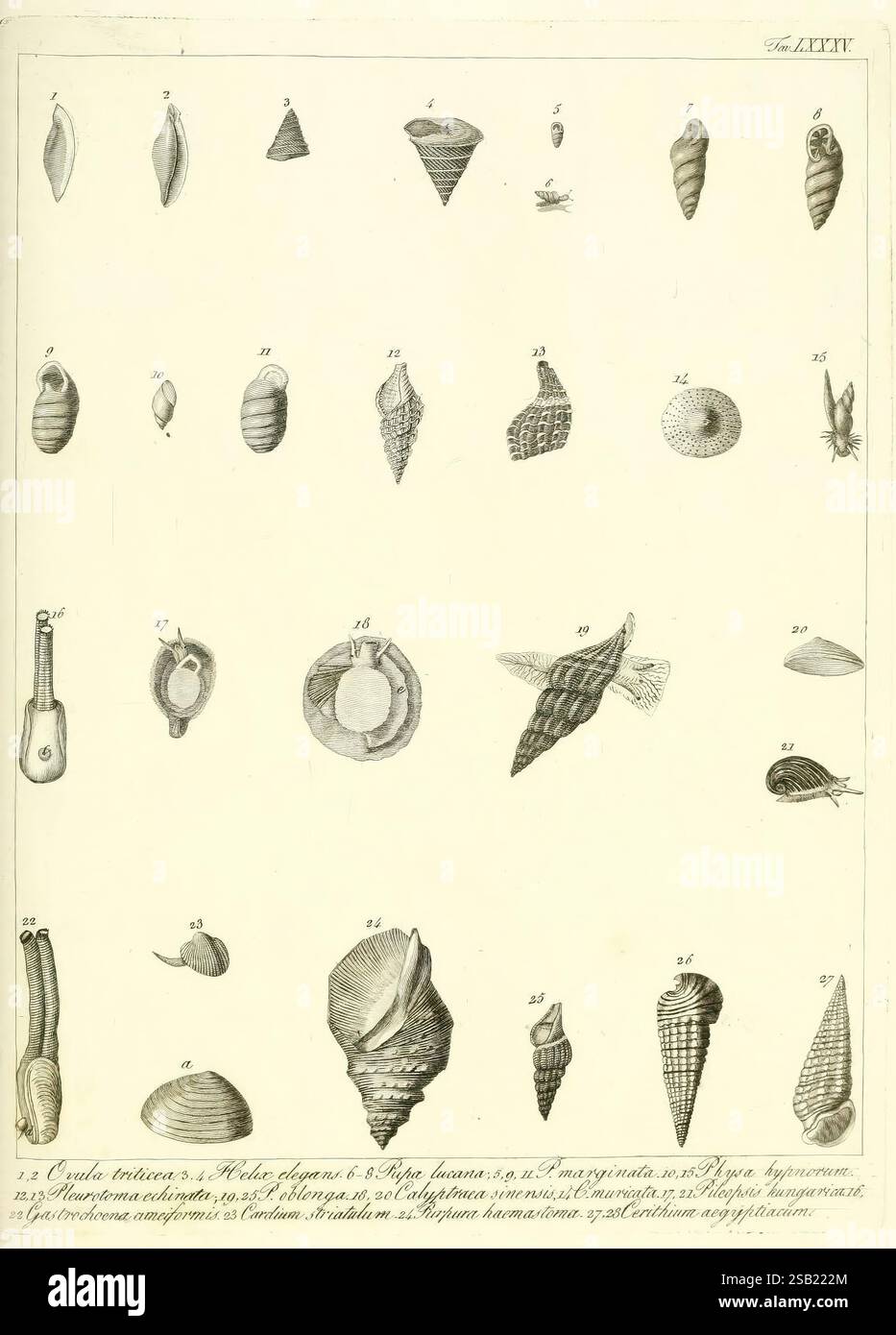Classification of different types of bivalves hi-res stock photography ...