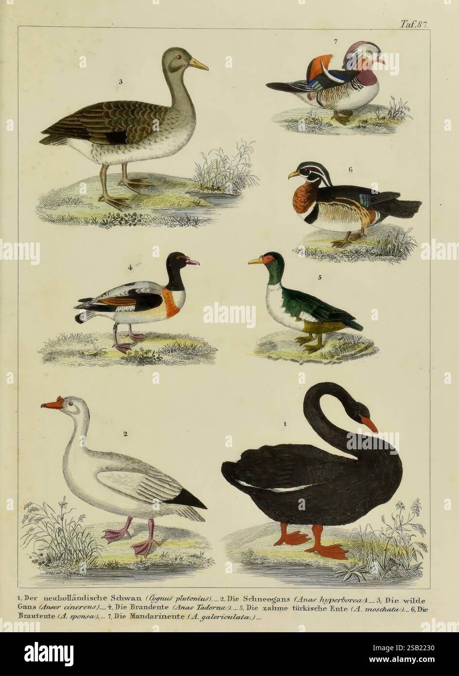 Praktische Naturgeschichte der Vögel, Leipzig, 1850, birds, pictorial ...