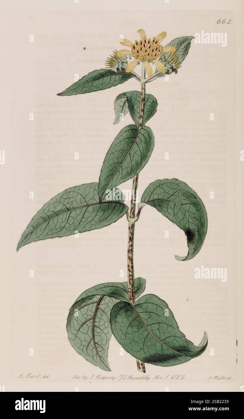 The Botanical Register, London, Printed for James Ridgway, 1815-1828 ...