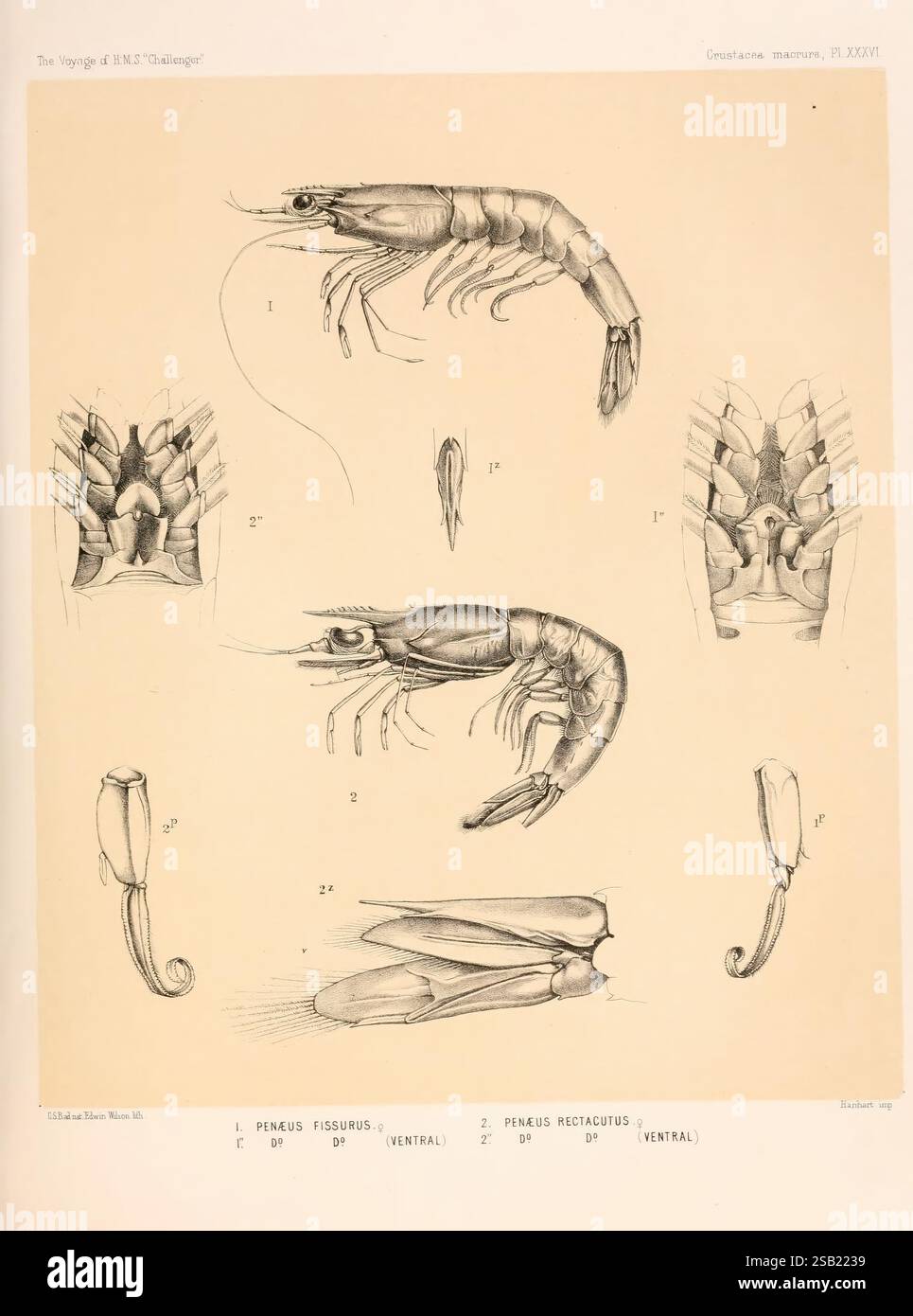 Detailed depictions of various anatomical structures hi-res stock ...