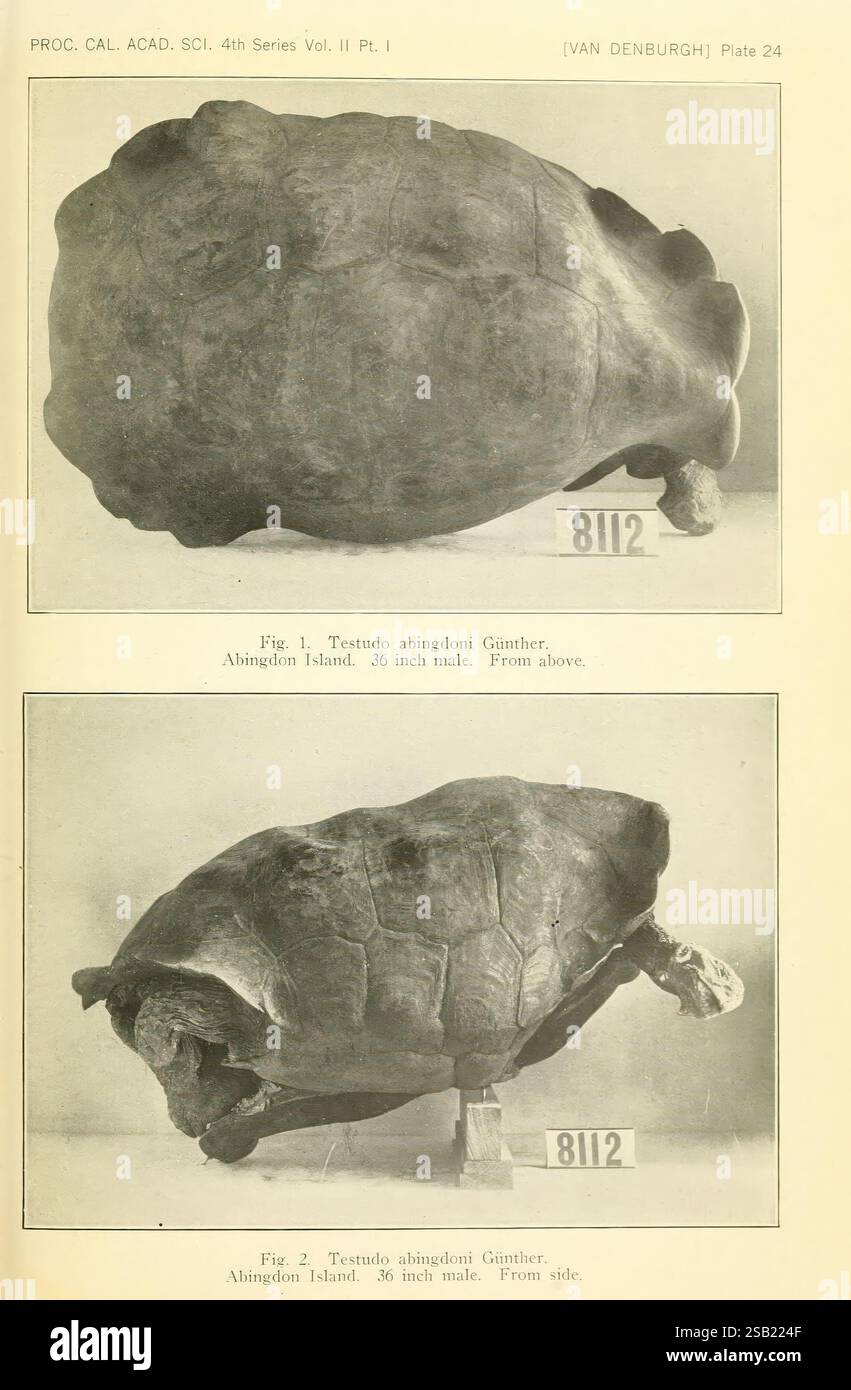 The, Gigantic, Land, Tortoises, Of, the, Galapagos, Archipelago, San ...