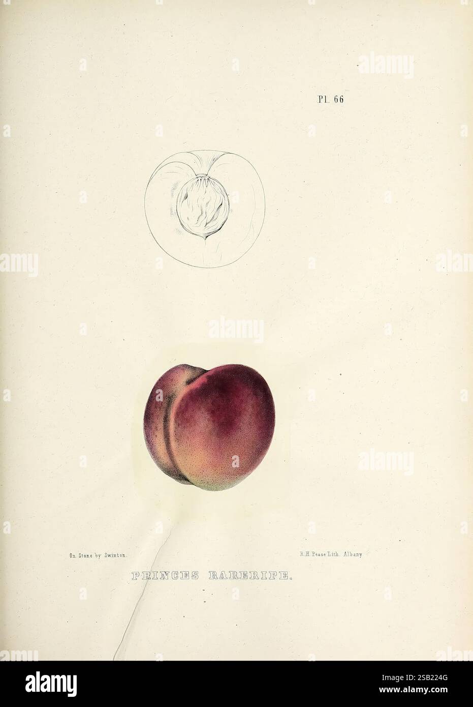 Peachs cross section hi-res stock photography and images - Alamy