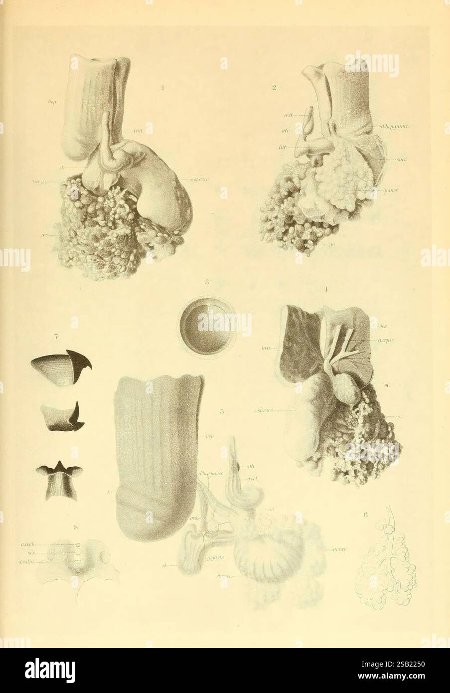 The Cephalopod Atlas, 1975. Cephalopoda, Spirula australis, Spirula ...