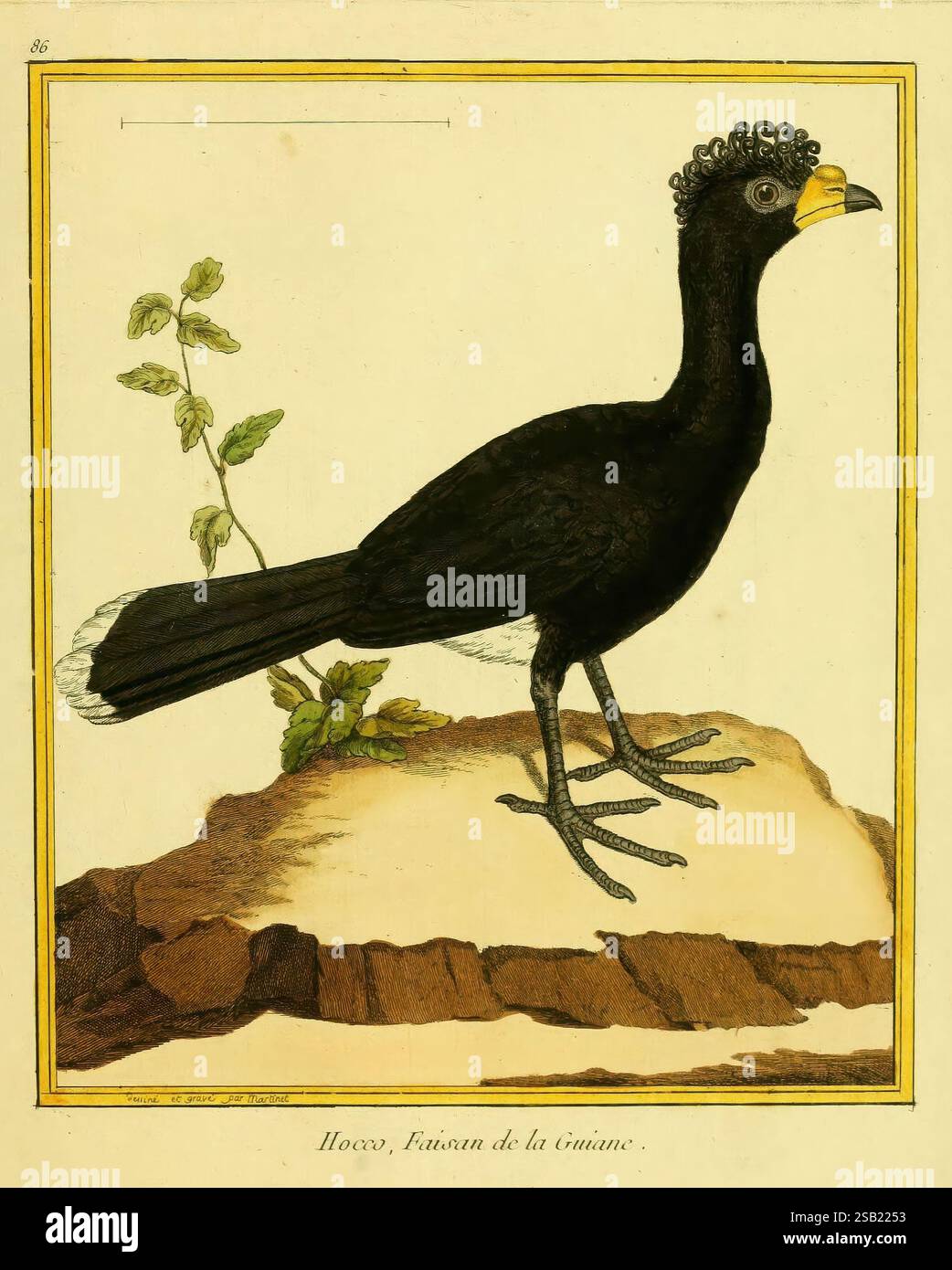 Curly plumage atop hi-res stock photography and images - Alamy