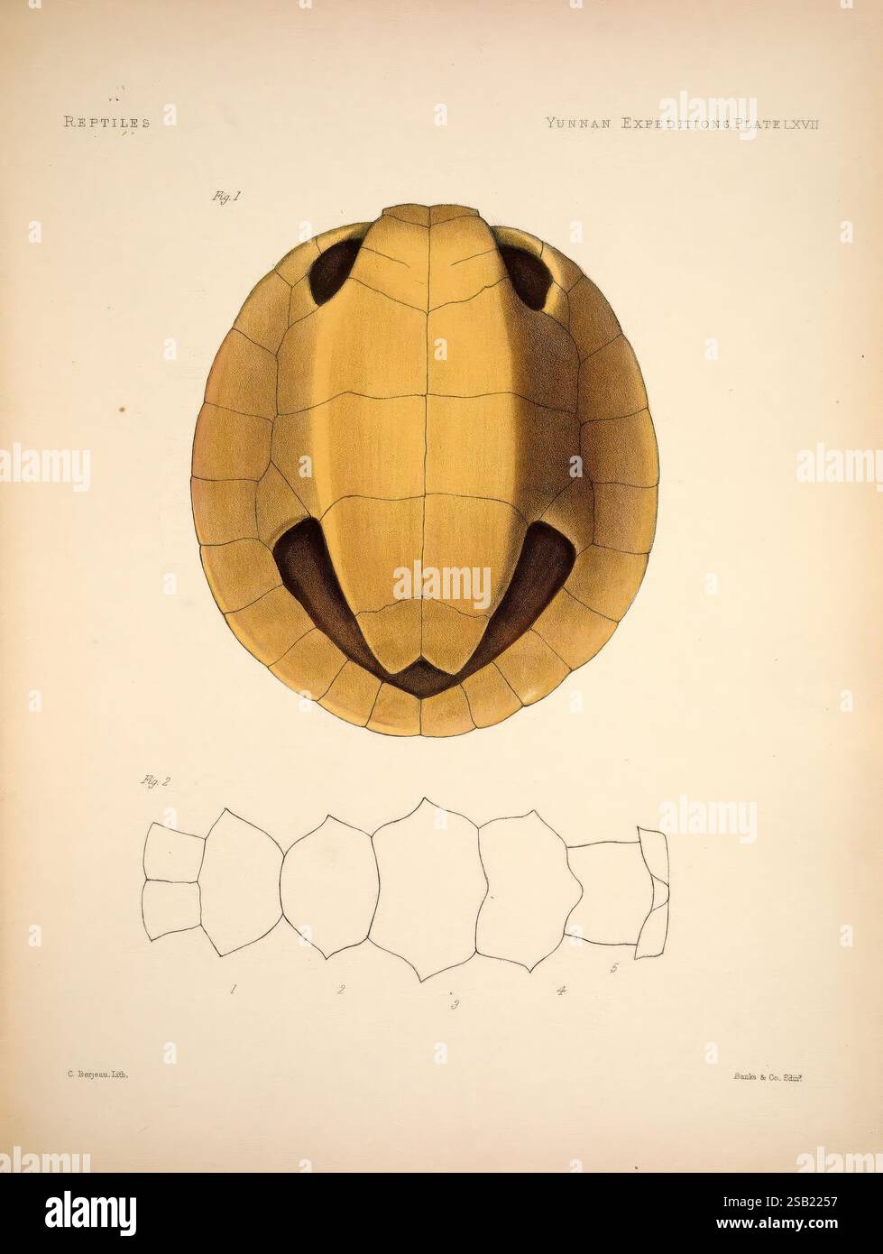 Anatomical and zoological researches v.2. 1878, China, zoology, Yunnan ...