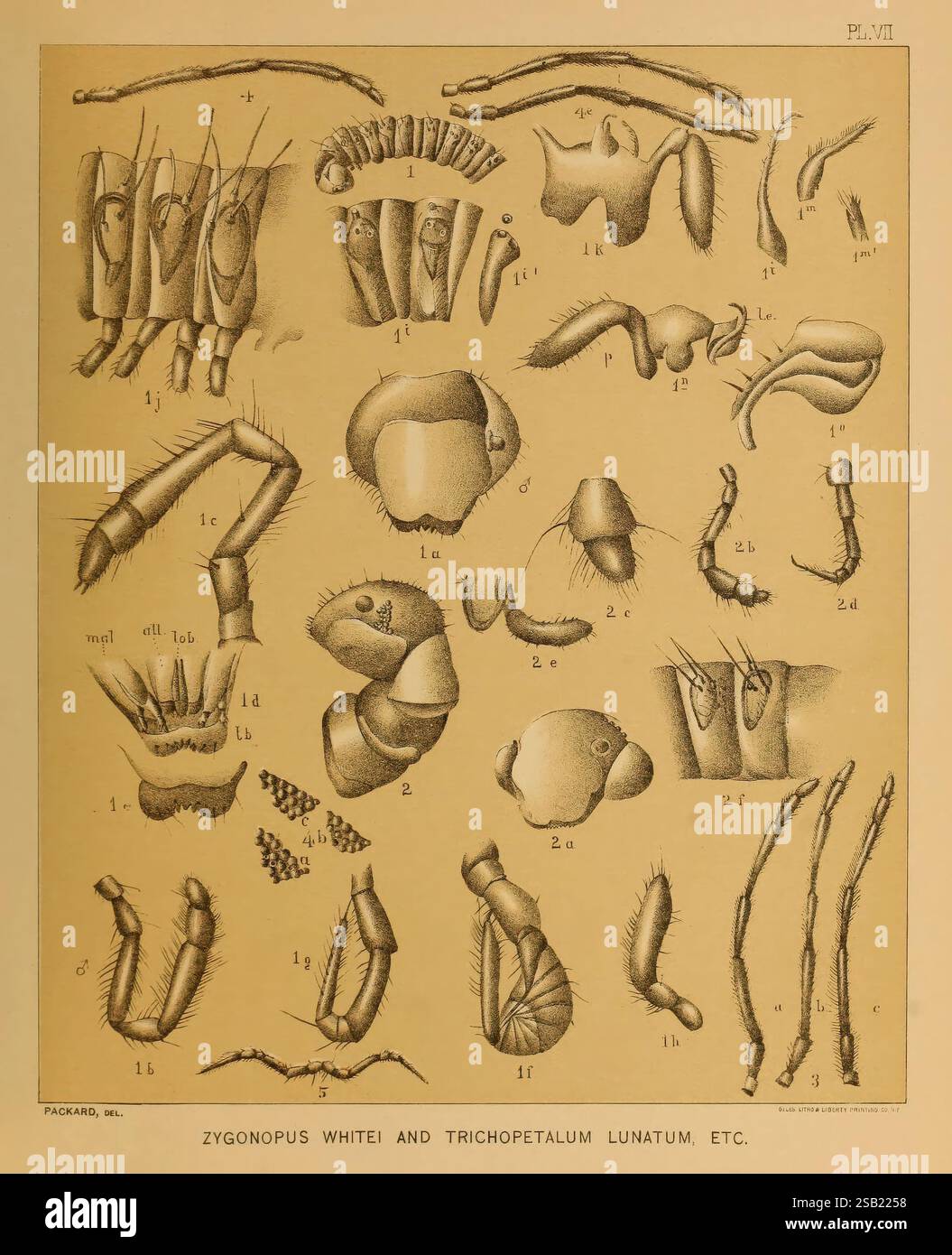 The cave fauna of North America, Washington, National Academy of ...
