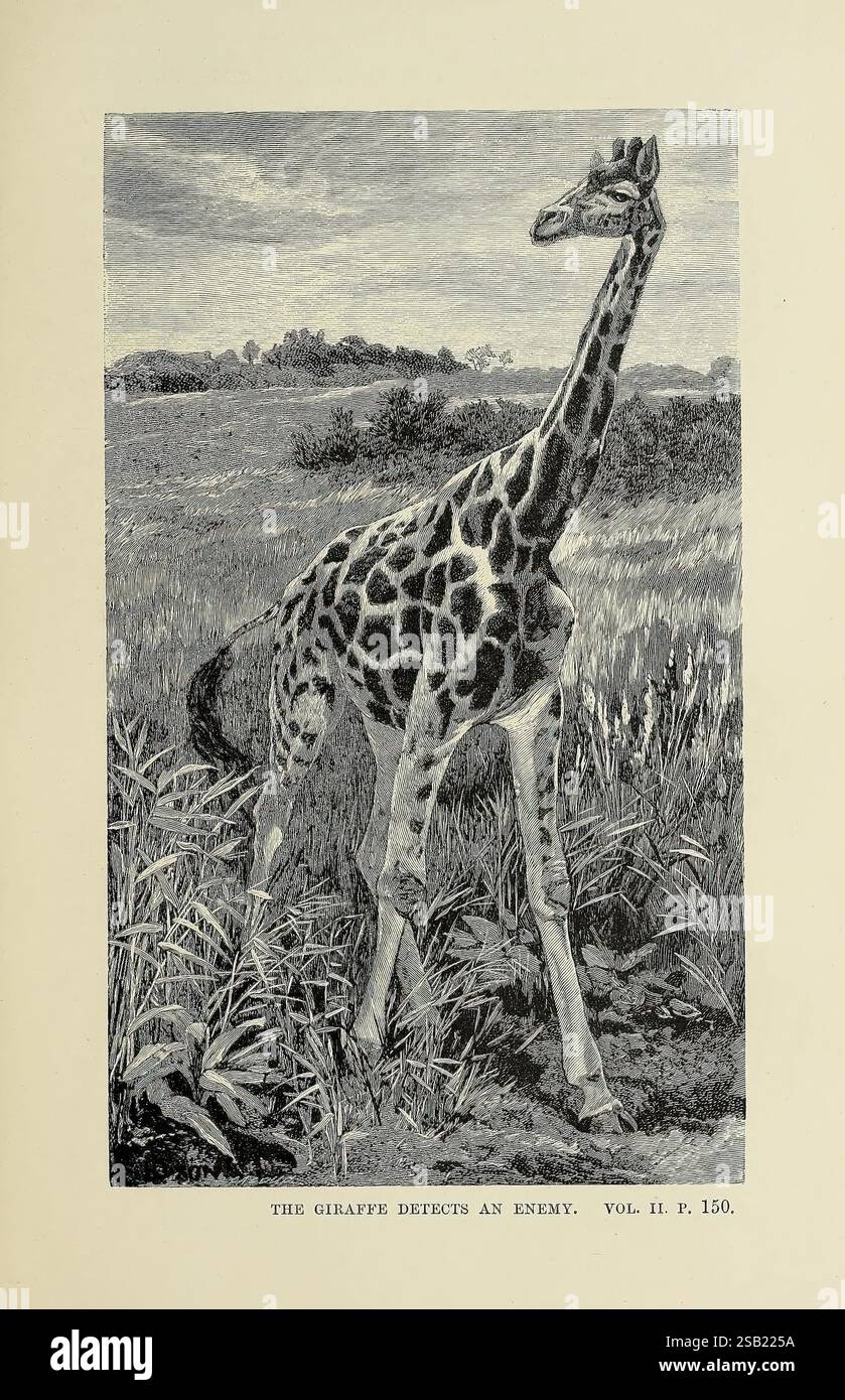 Long neck extending hi-res stock photography and images - Alamy