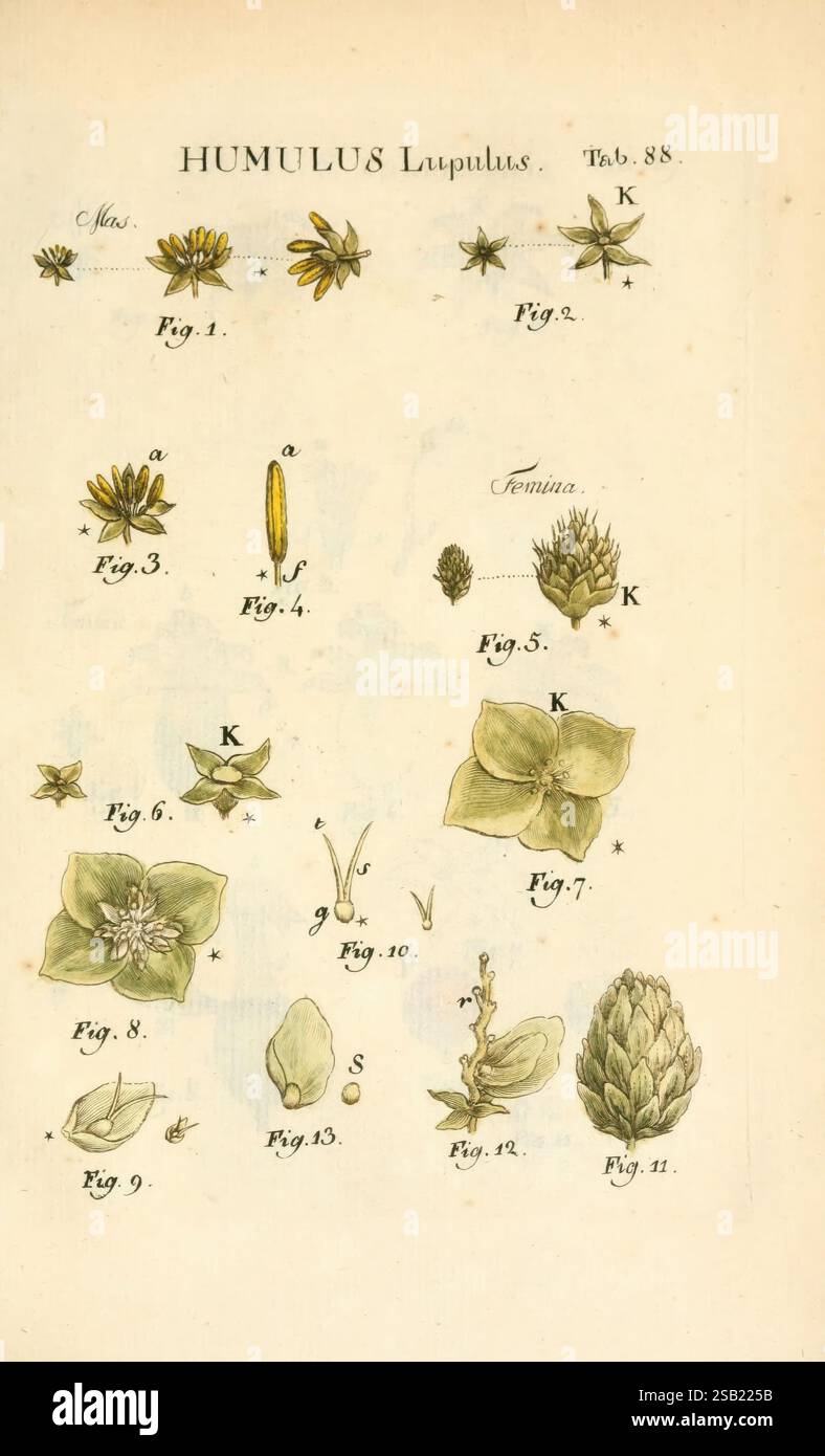 Illustratio systematis sexualis Linnaeani Francofurti ad Moenum ...