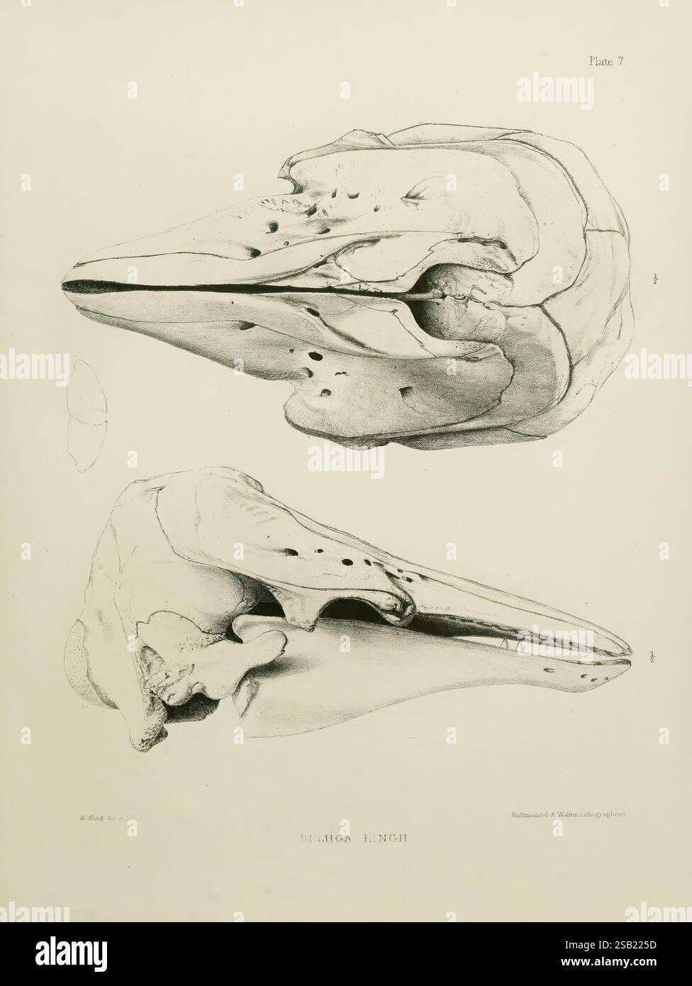 The zoology of the voyage of the H.M.S. Erebus & Terror London, E. W ...