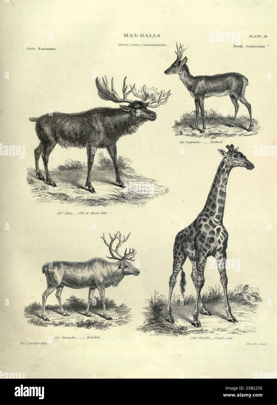 Moose stands proudly hi-res stock photography and images - Alamy