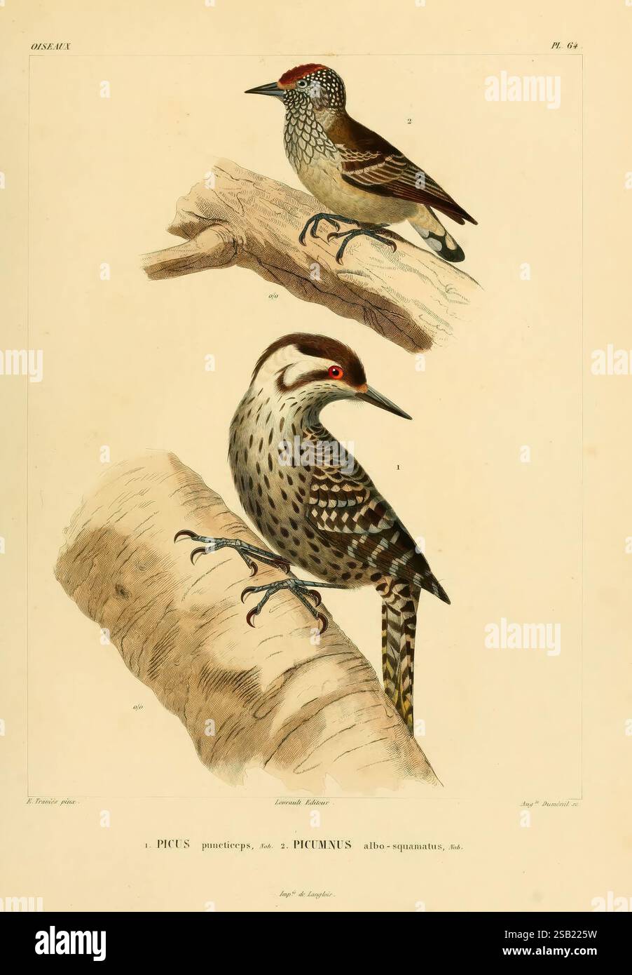 Upper woodpecker showcases hi-res stock photography and images - Alamy