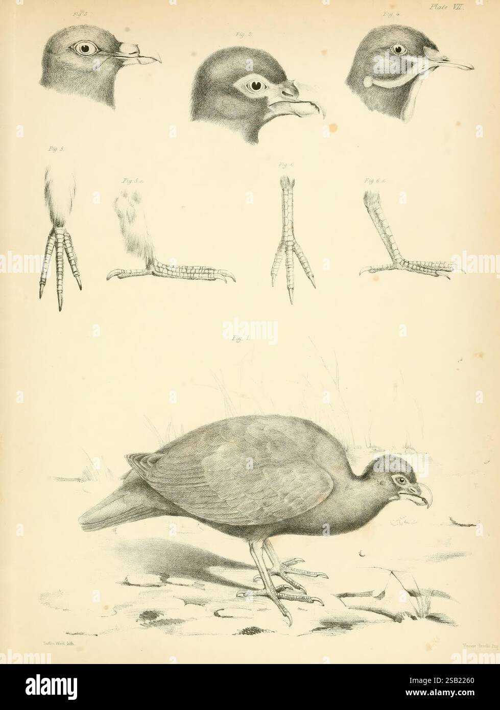 The dodo and its kindred, London, Reeve, Benham, and Reeve, 1848 ...