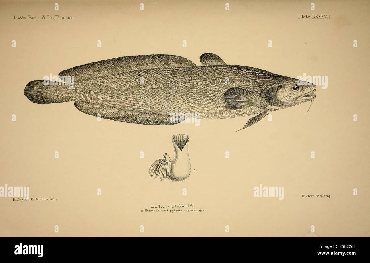 The fishes of Great Britain and Ireland Edinburgh Williams and Norgate ...