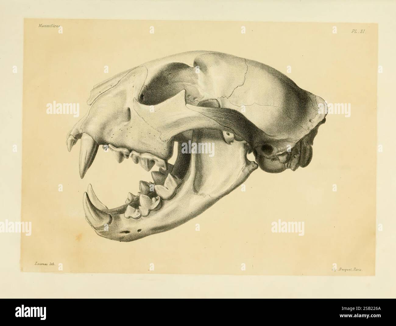 Trinomial panthera pardus japonensis hi-res stock photography and ...