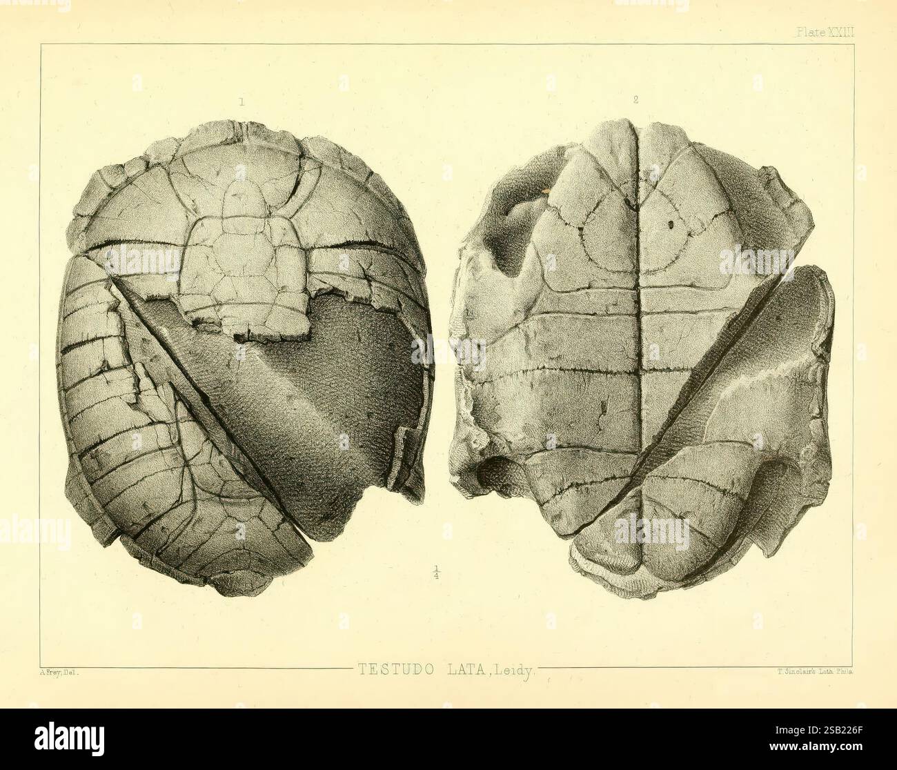 The ancient fauna of Nebraska: Washington, 1853. Nebraska, Paleontology ...