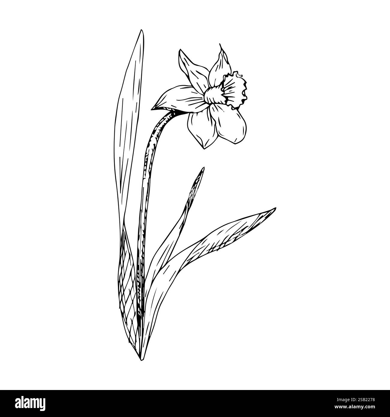 Daffodil single Black and White Stock Photos & Images - Alamy