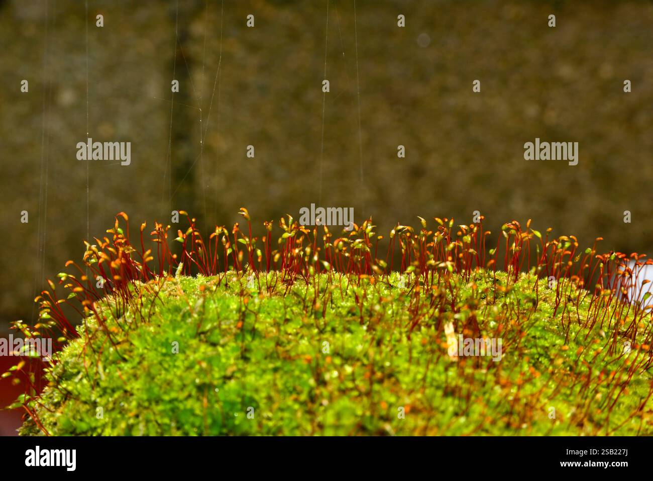 Bryophyta moss with its spores ready for multiplication Stock Photo - Alamy